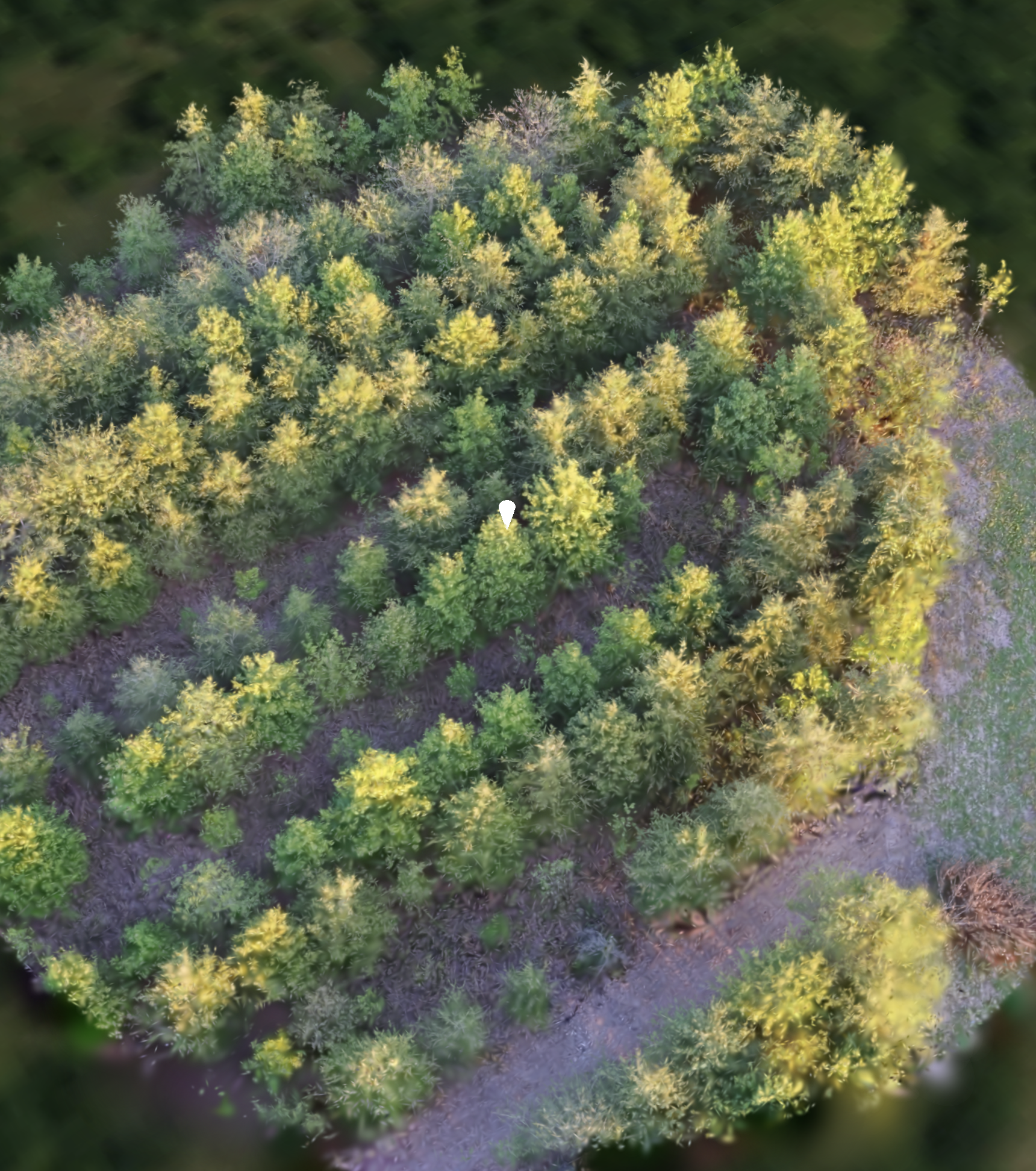 Coolant | AI-Powered Forest Monitoring & Carbon Measurement